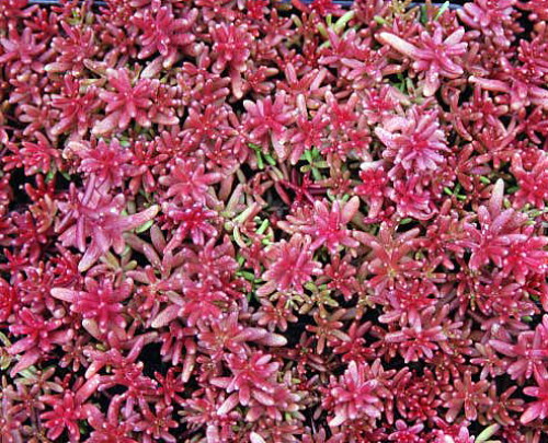 Coral Carpet Sedum - Stonecrop - Gallon Pot - Hirt's Gardens