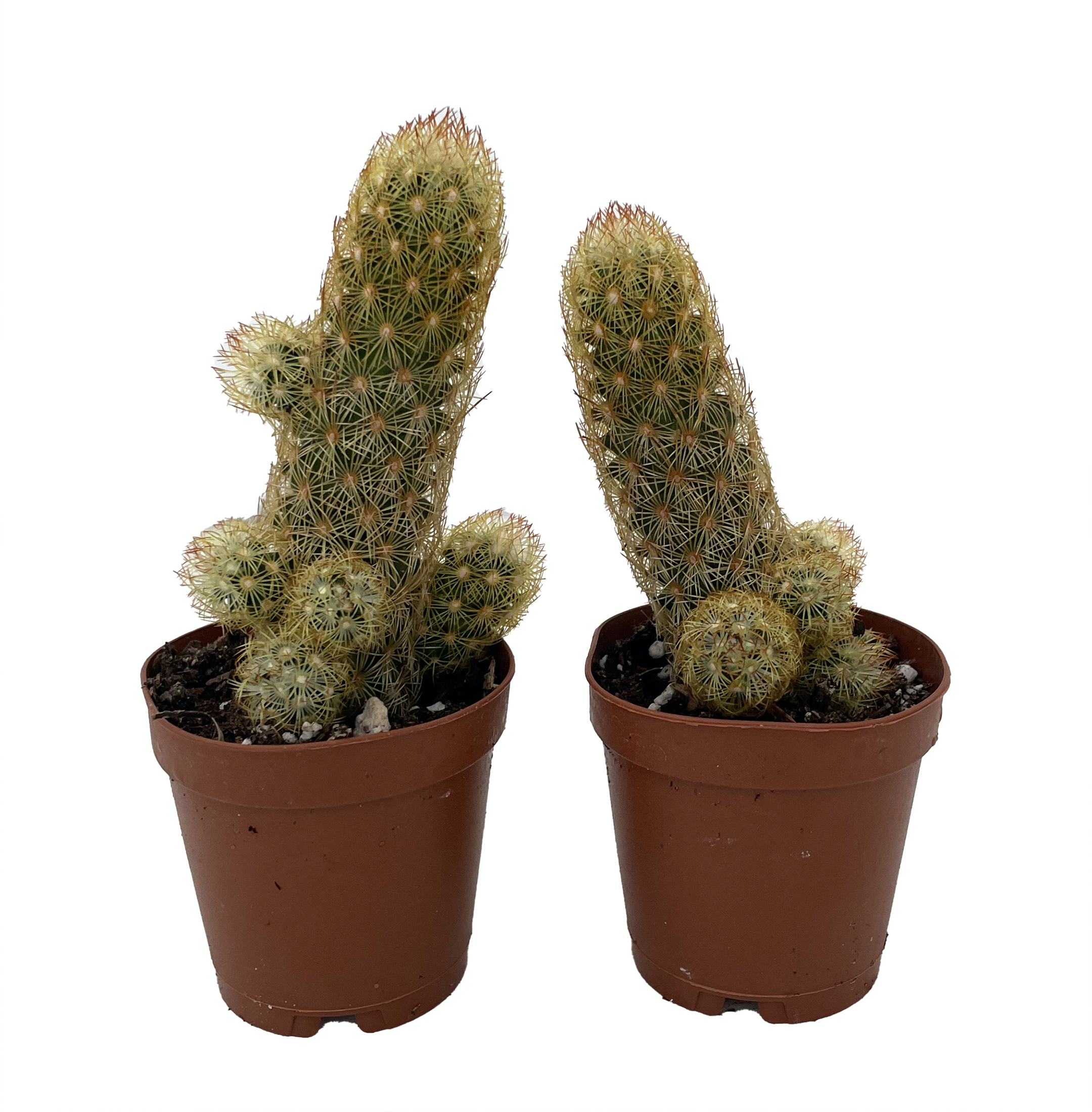 Lady Fingers Cactus - Mammillaria Elongata - 2 Pack in 2" Pots - Hirt's ...