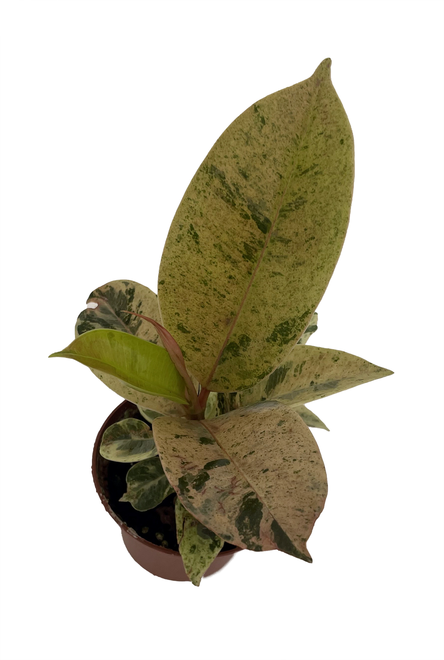 Rare Elastica 'shivereana' Ficus - Moonshine Rubber Tree - 2.5" Pot ...