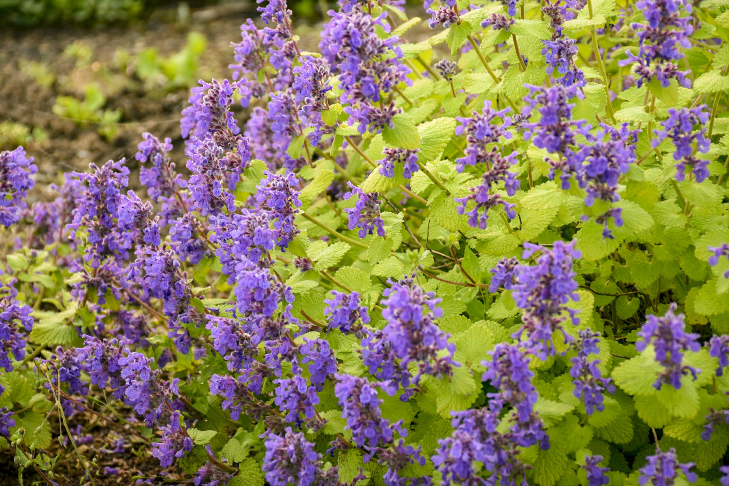 Chartreuse on the Loose Catmint Perennial - Nepeta - Gallon Pot - Hirt ...