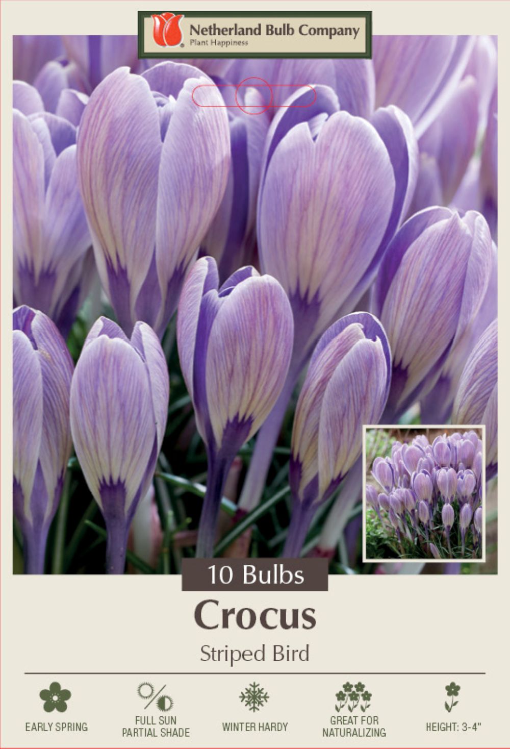 Striped Bird Snow Crocus - 12 Bulbs - 5/+ cm Bulbs - Hirt's Gardens