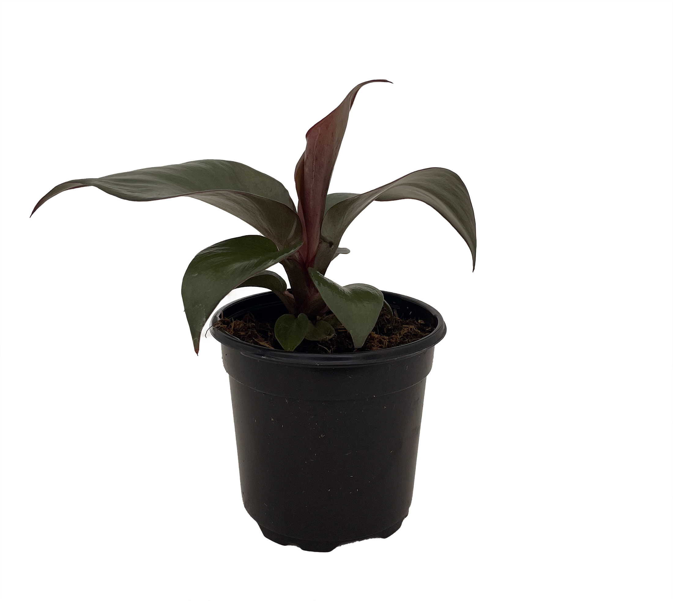 Red Heart Philodendron - 4" Pot - Collector's Series - Hirt's Gardens