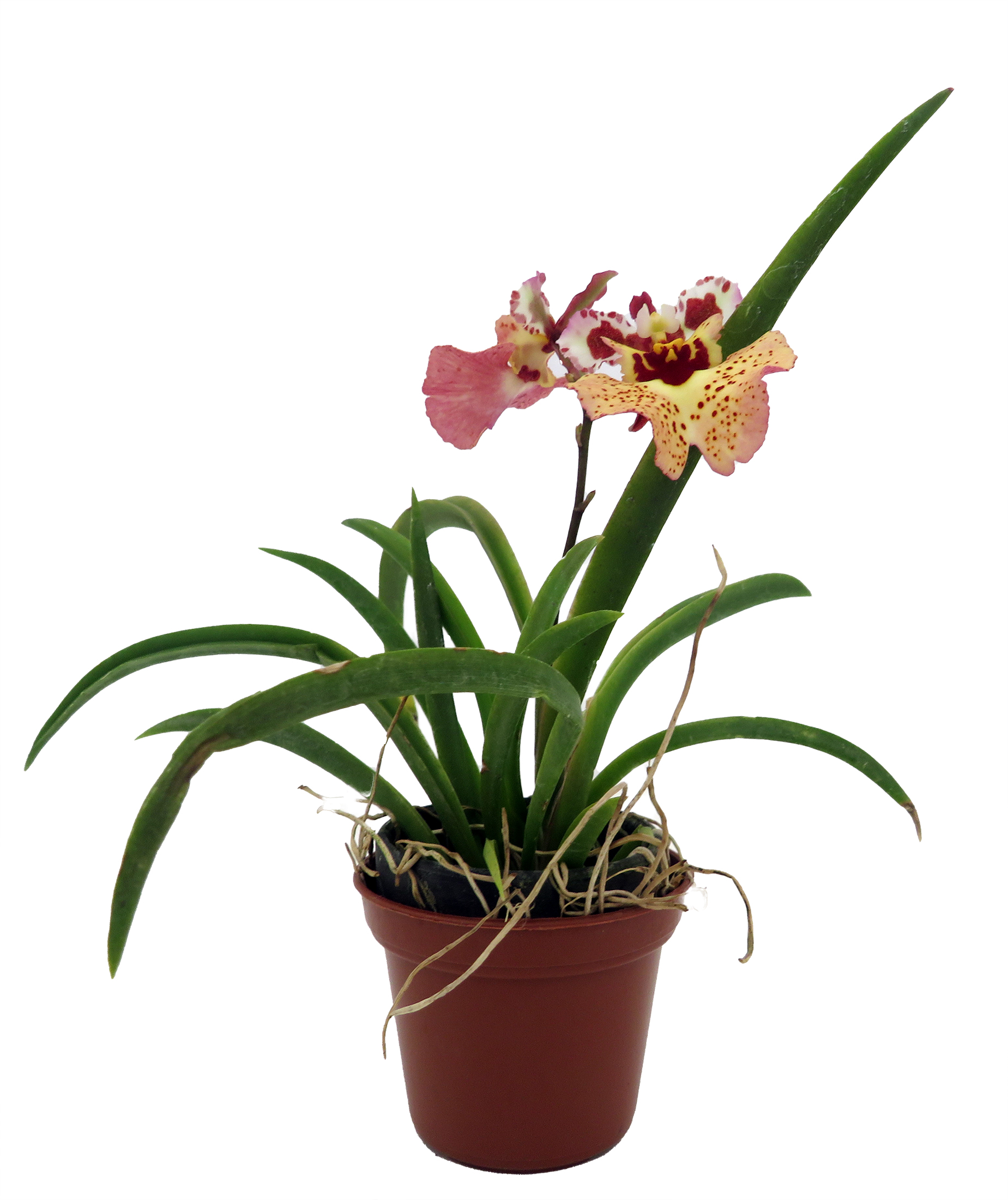 Tiny Dancer- Tolumnia- Miniature Orchid Plant without Flower Spike - 2 ...
