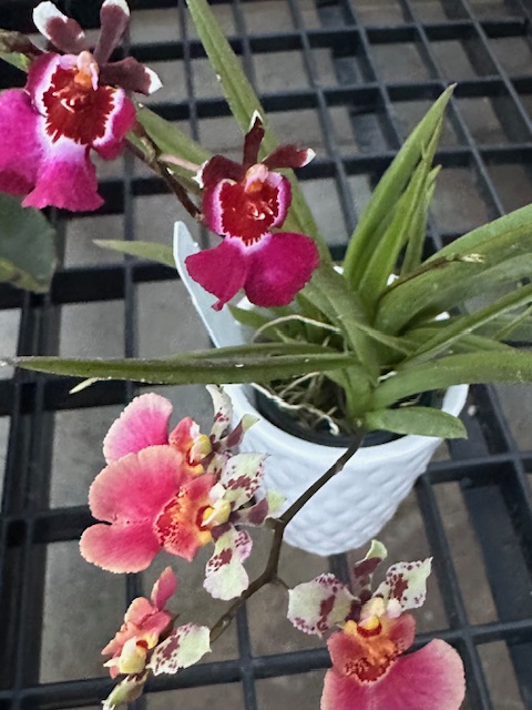 Tiny Dancer- Tolumnia- Miniature Orchid Plant without Flower Spike - 2 ...