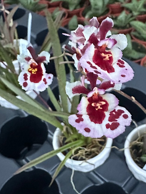 Tiny Dancer- Tolumnia- Miniature Orchid Plant without Flower Spike - 2 ...