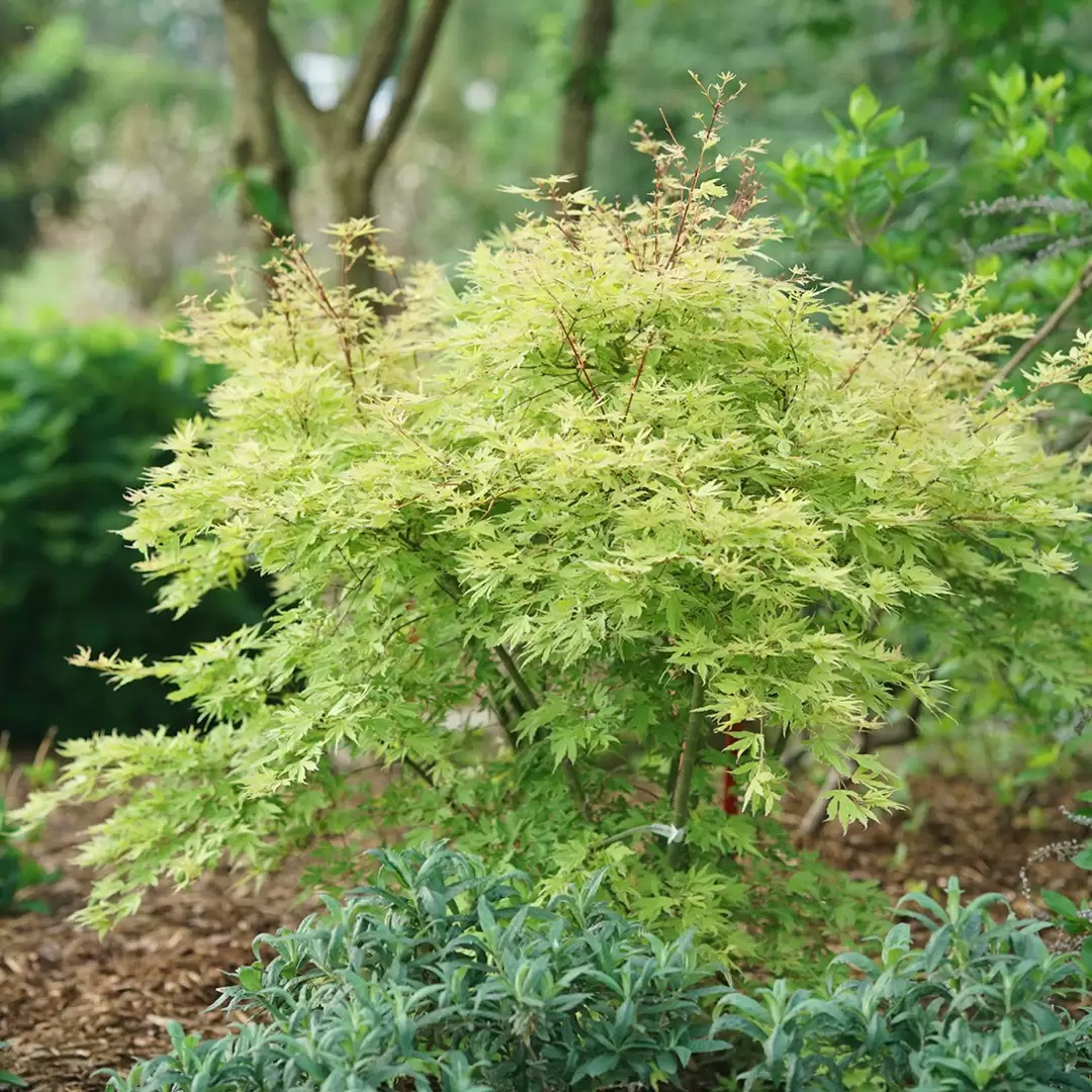 METAMORPHOSA®-Japanese Maple- Acer palmatum- 4" pot - Proven Winners ...