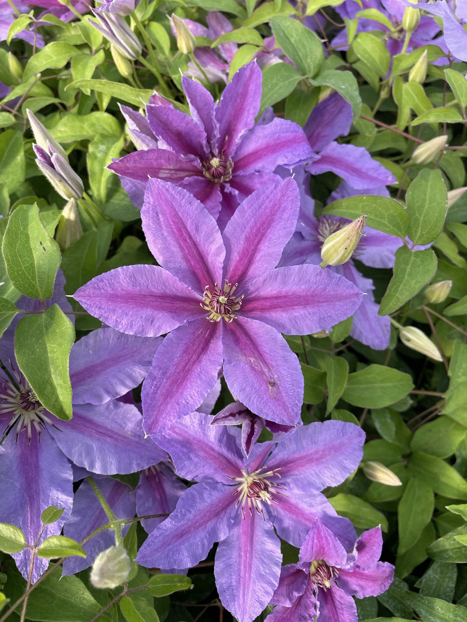 Tumaini Clematis Vine Perennial - 2.5" Pot - Hirt's Gardens