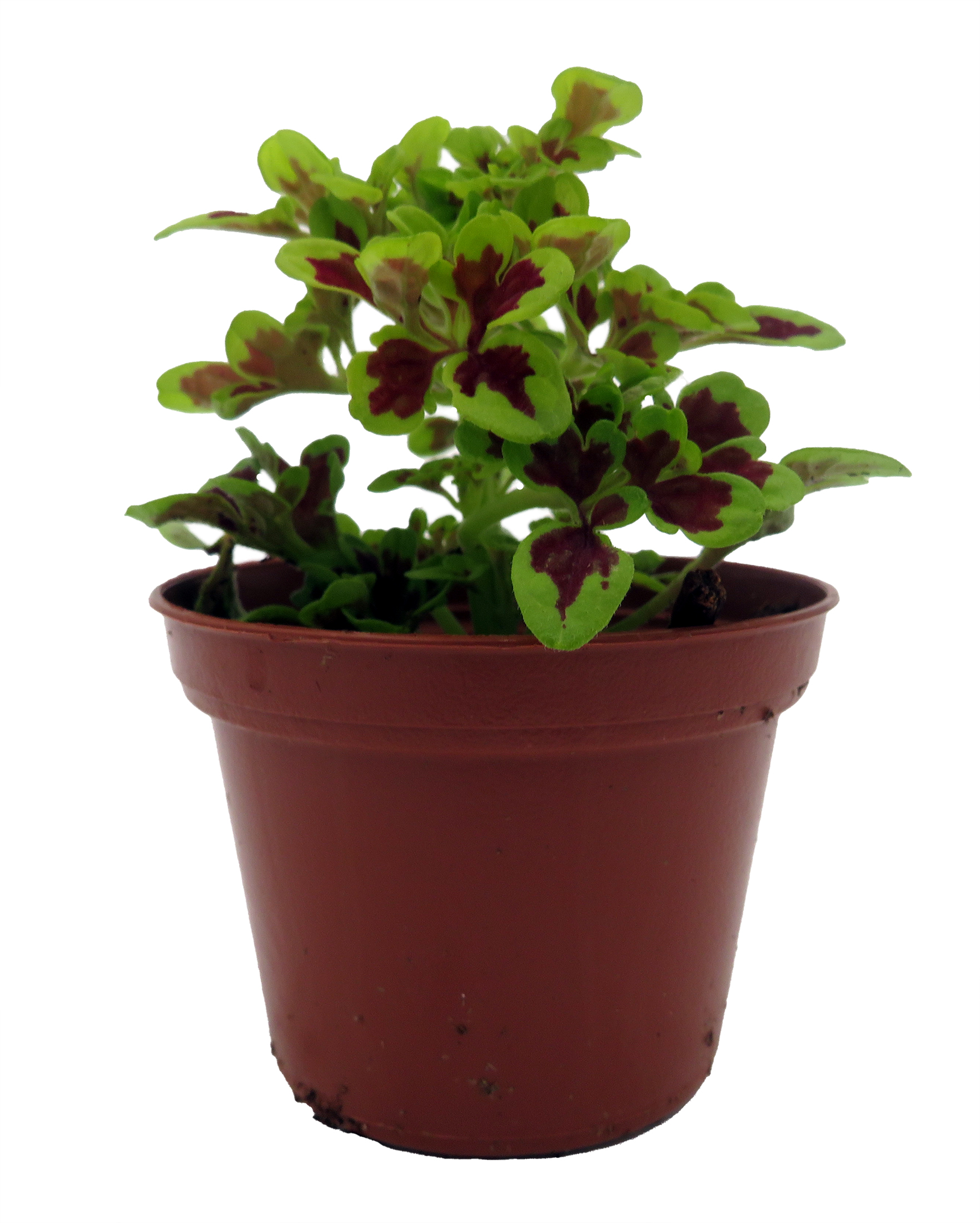 Tammy Plant - Coleus-Mini - 2.5" Pot - Hirt's Gardens