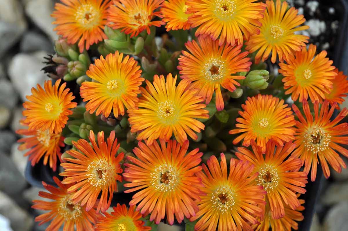 Orange Wonder Ice Plant - Perennial - Delosperma - Live Plant - Gallon ...