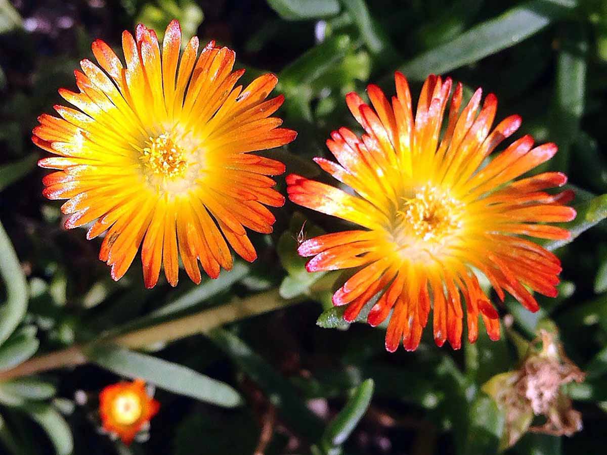 Orange Wonder Ice Plant - Perennial - Delosperma - Live Plant - Gallon ...