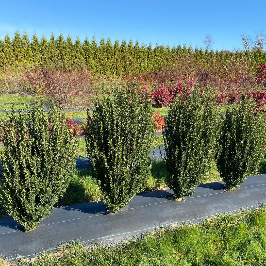 Hedge Box™ Japanese holly - Ilex crenata - Proven Winners - 4" Pot ...