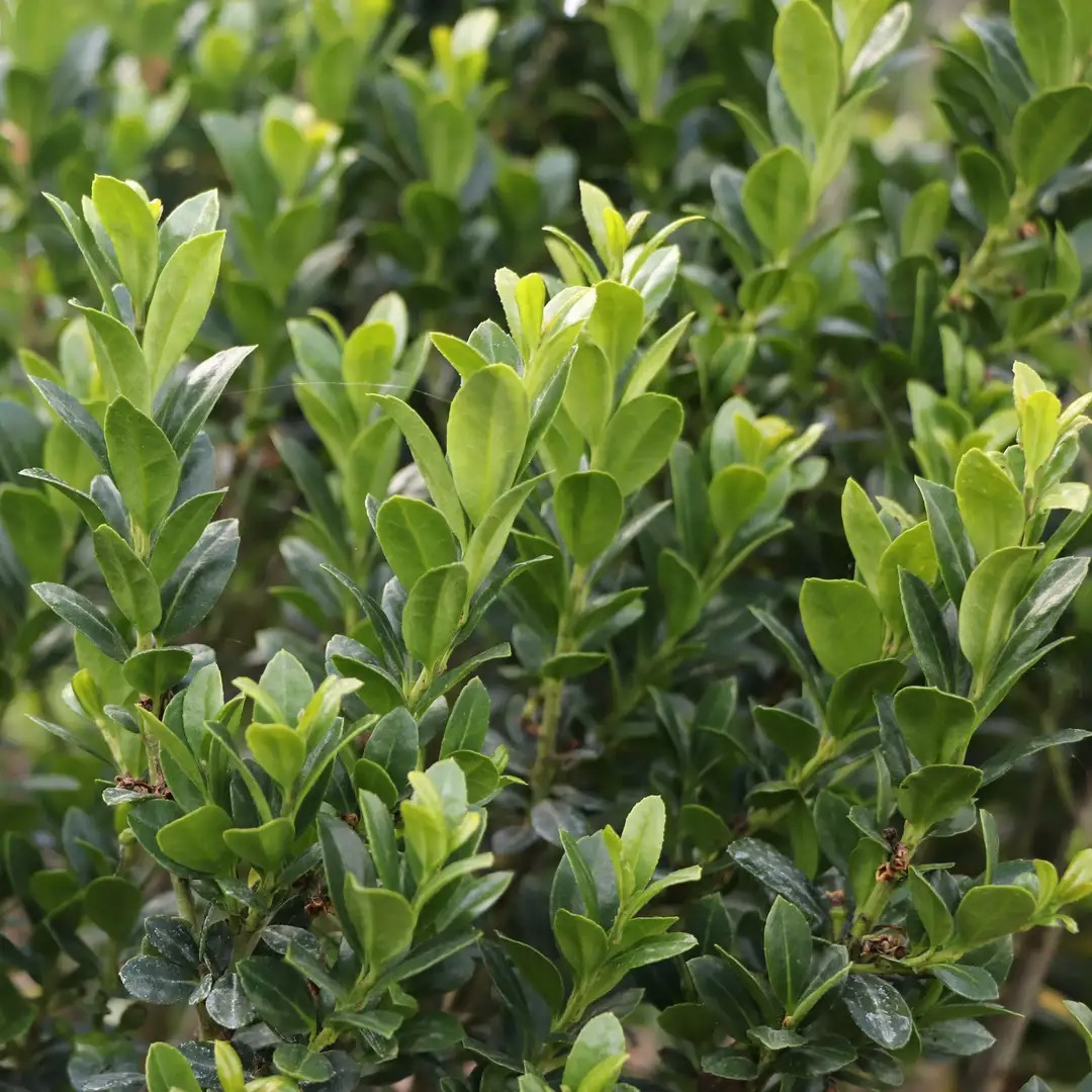 Hedge Box™ Japanese holly - Ilex crenata - Proven Winners - 4" Pot ...
