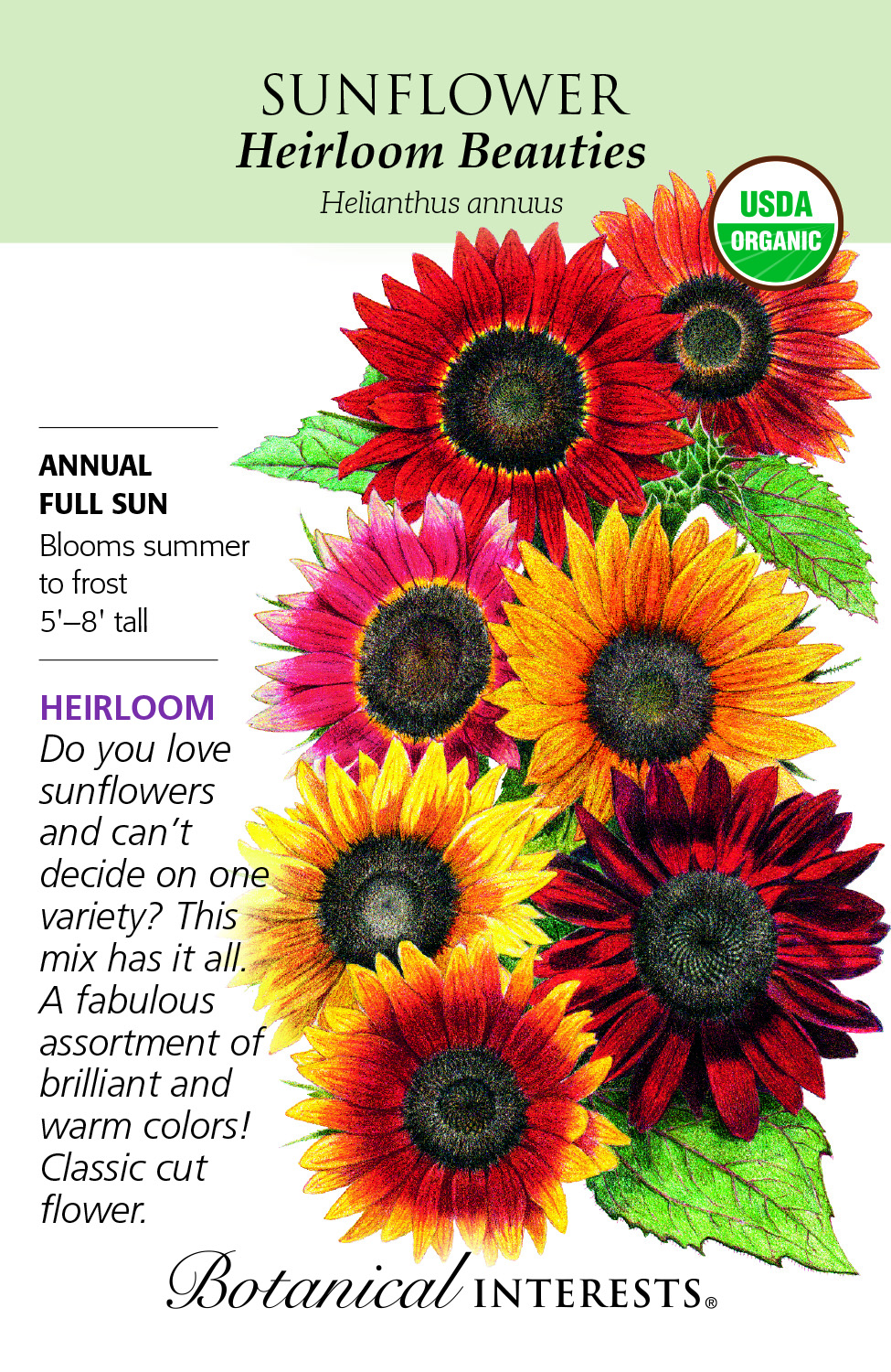 Organic Heirloom Beauties Sunflower Seeds - 2 grams - Hirt's Gardens