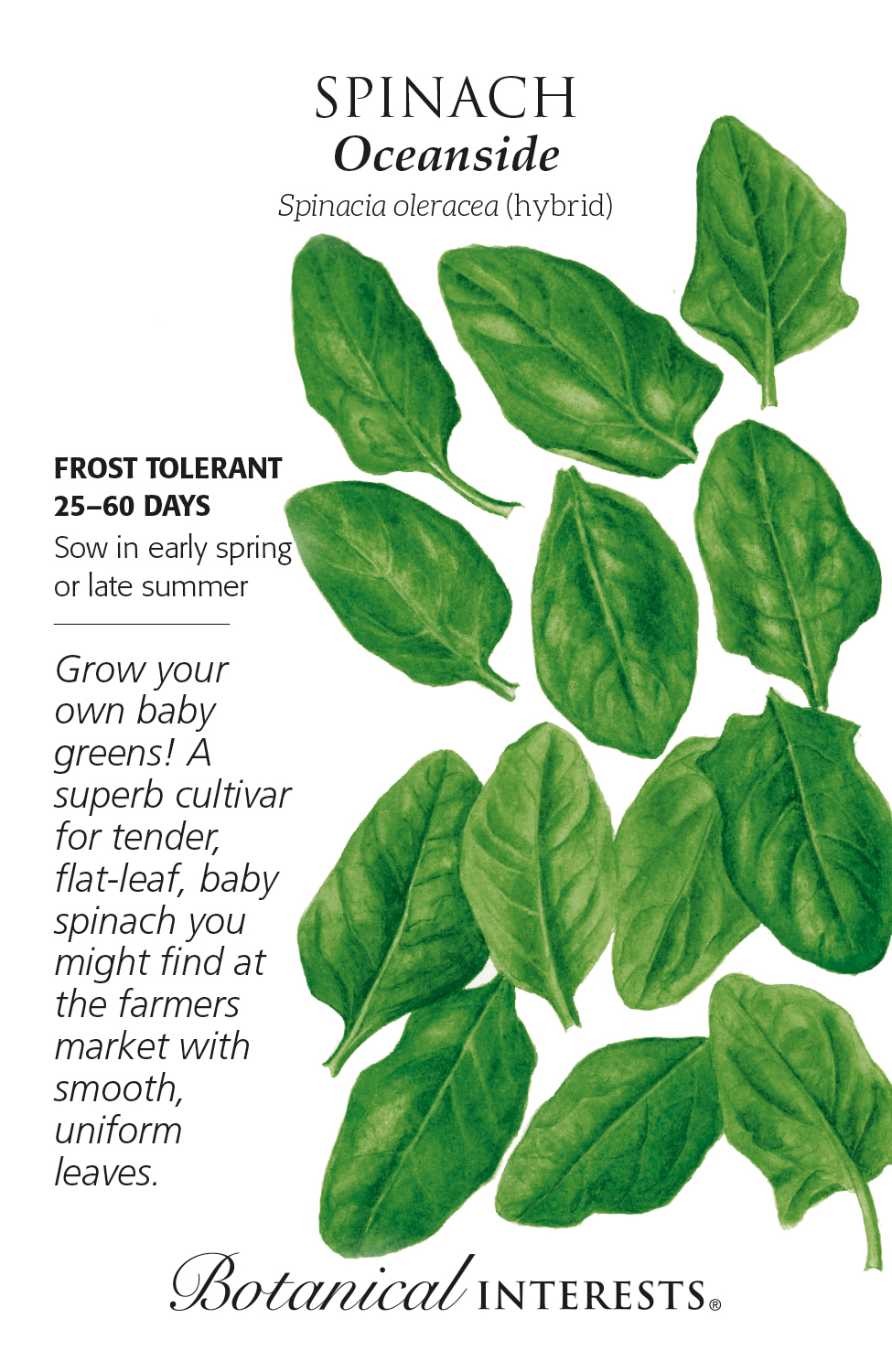 what is another name for spinach leaf