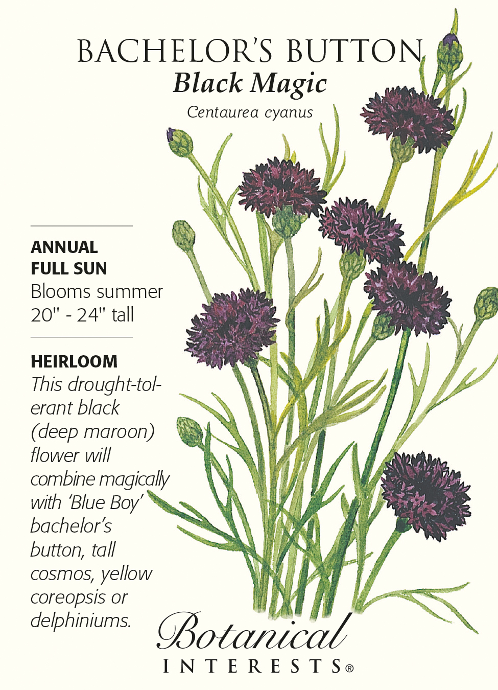 Black Magic Bachelor's Button Seeds - 1 gram - Hirt's Gardens