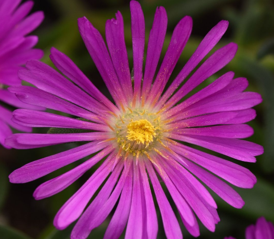 Violet Wonder Ice Plant - Perennial - Delosperma - Quart Pot - Live ...