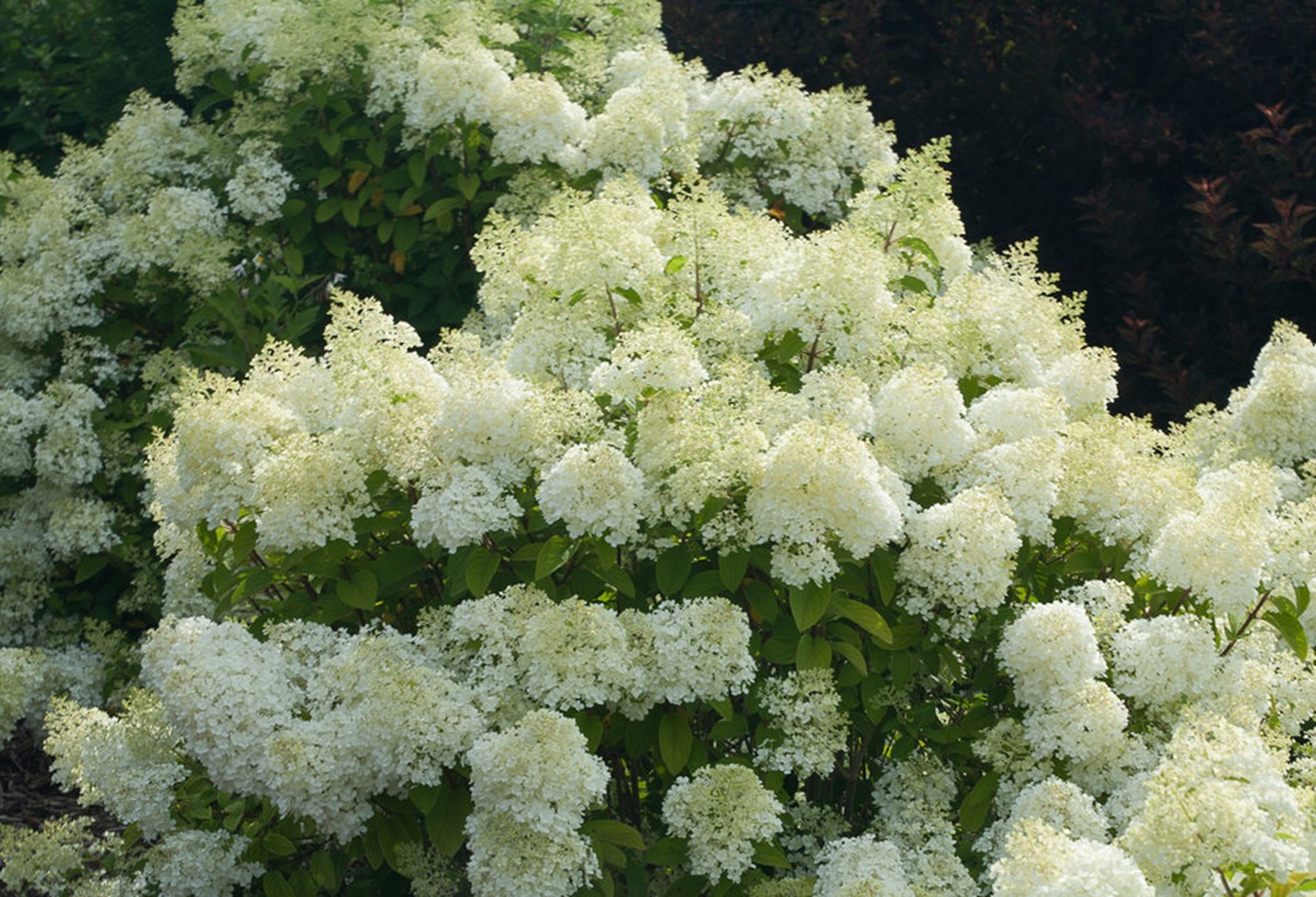 BoBo® Dwarf Hydrangea Bush - Blooms all Summer - Proven Winners - 4 ...