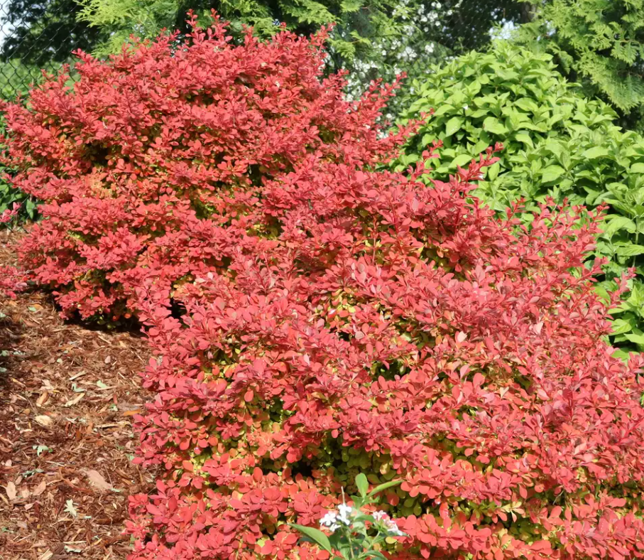 SUNJOY FAST NEO® Barberry - Berberis thunbergii - Proven Winners - 4 ...