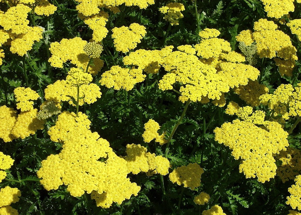 moonshine yarrow native range