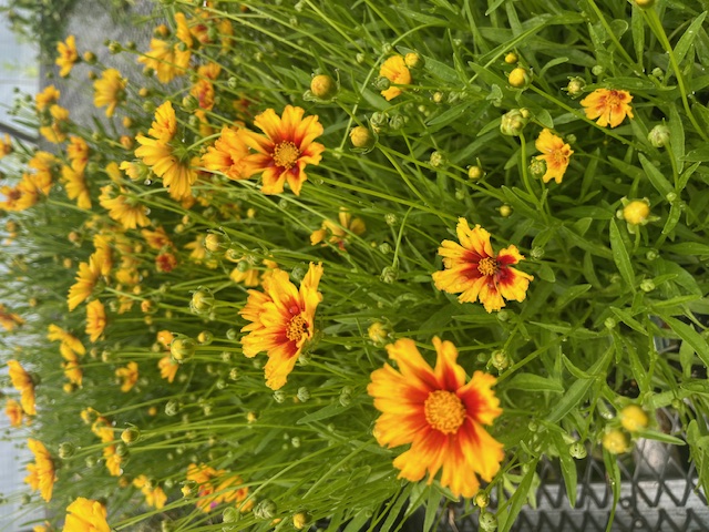 Li'l Bang™ Firewheel Coreopsis - Tickseed - Perennial - Live Plant ...