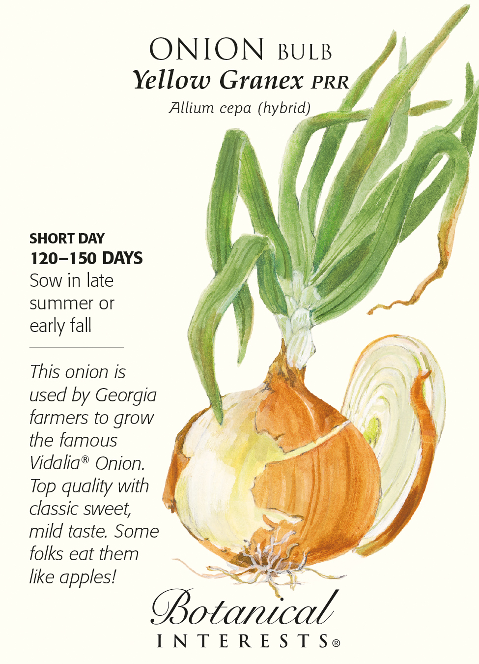 Yellow Granex Onion Seeds - 750 mg - Allium - Hirt's Gardens