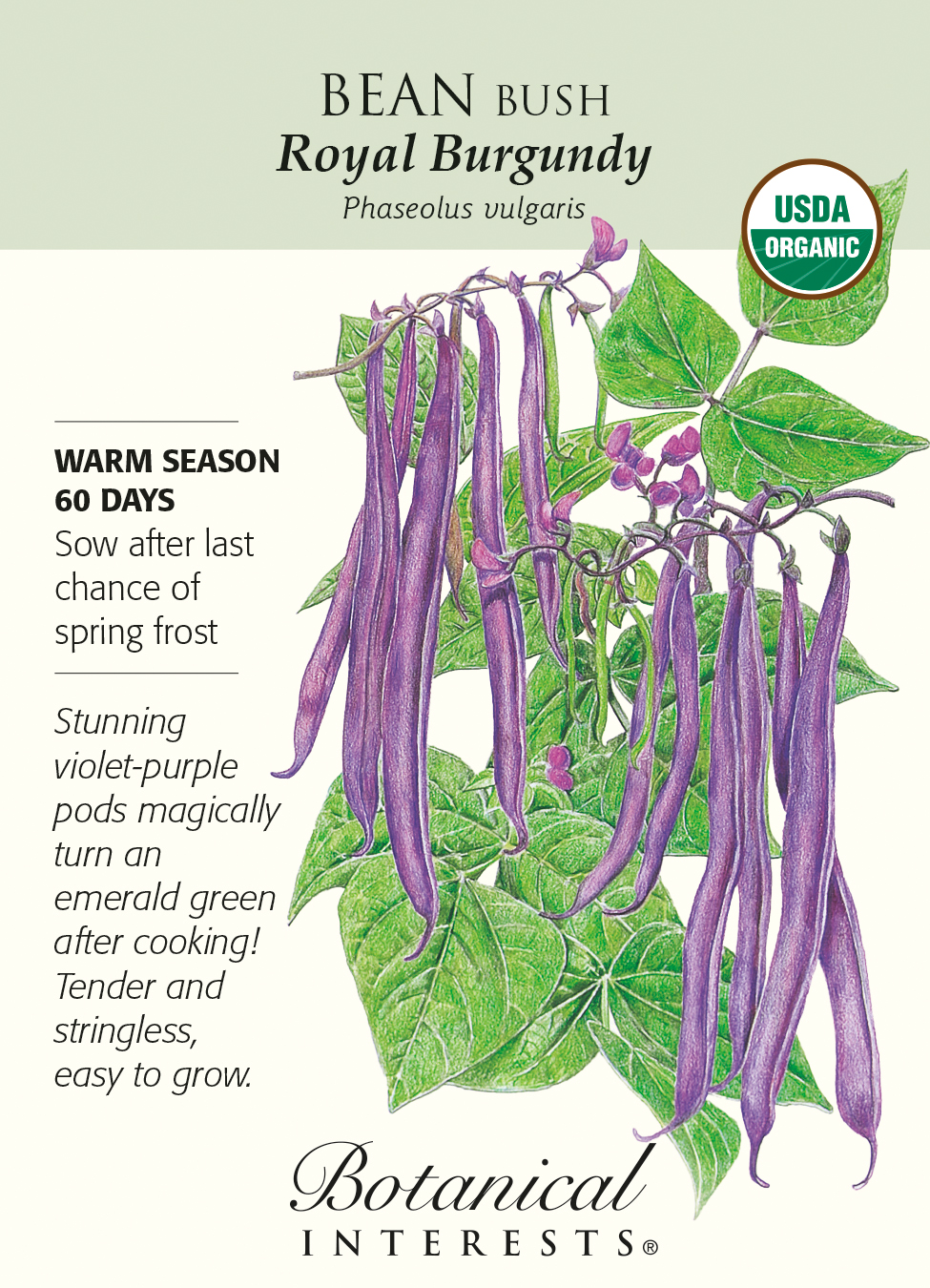 Organic Royal Burgundy Bush Bean Seeds - 15 grams - Hirt's Gardens