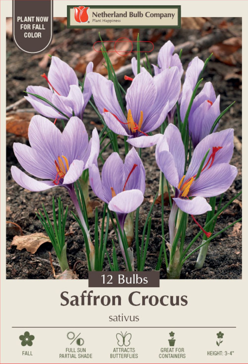 fall crocus saffron