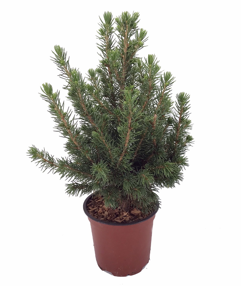 dwarf picea