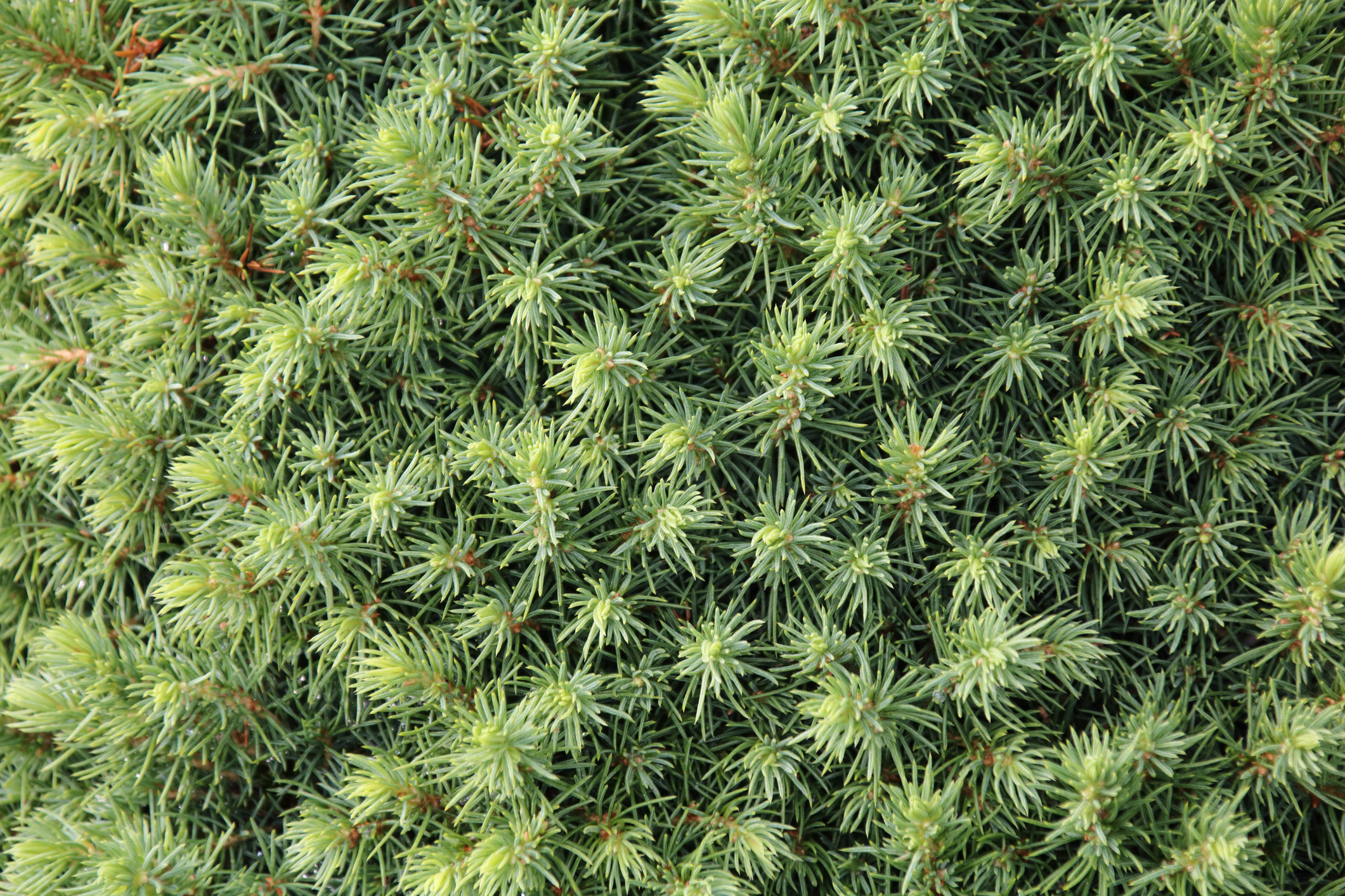 Dwarf Alberta Spruce - Picea glauca 'Conica' - 4" Pot - Very Hardy ...