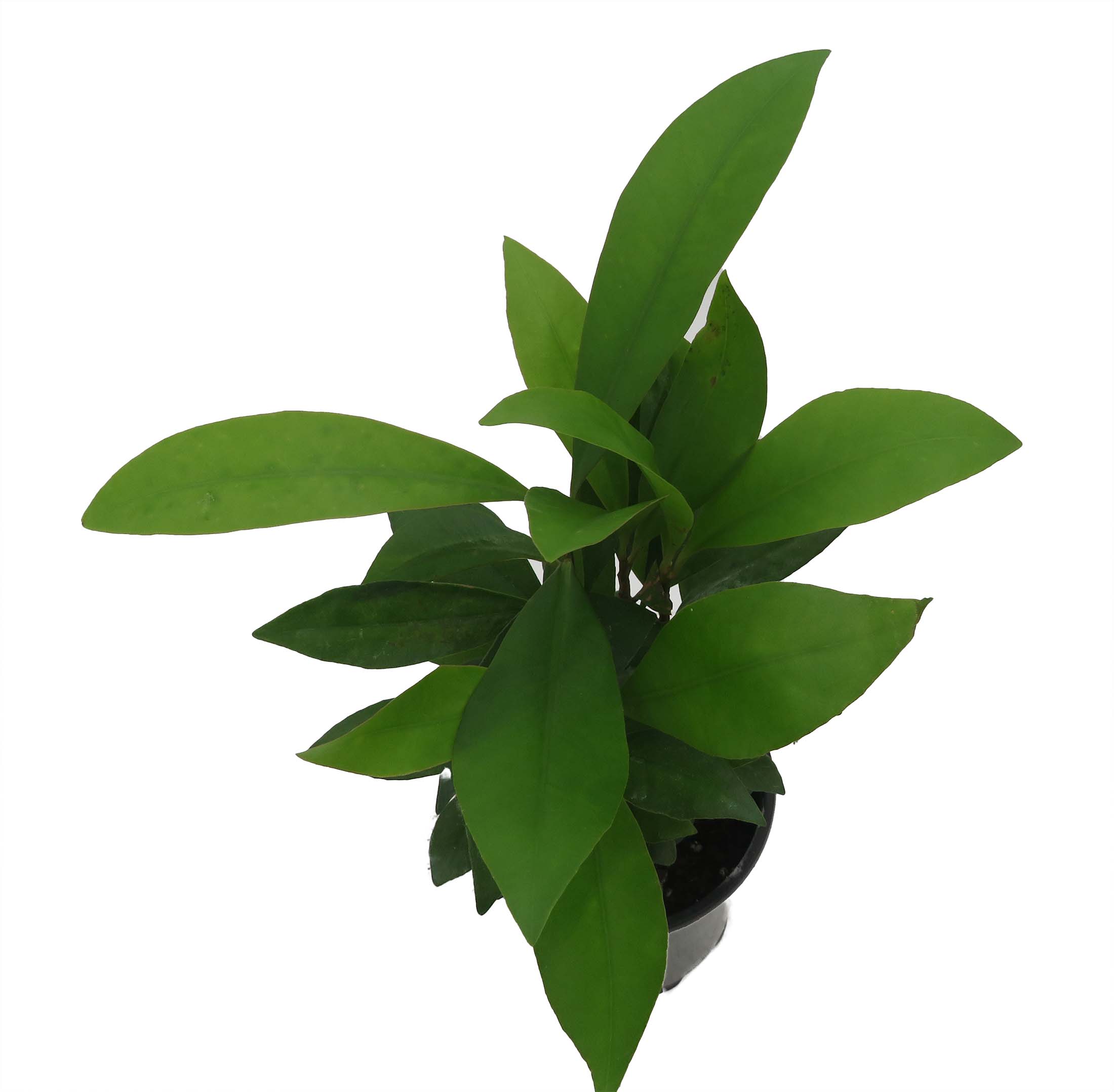 Coral Berry Plant - Ardisia humilis - Houseplant - 4" Pot - Hirt's Gardens