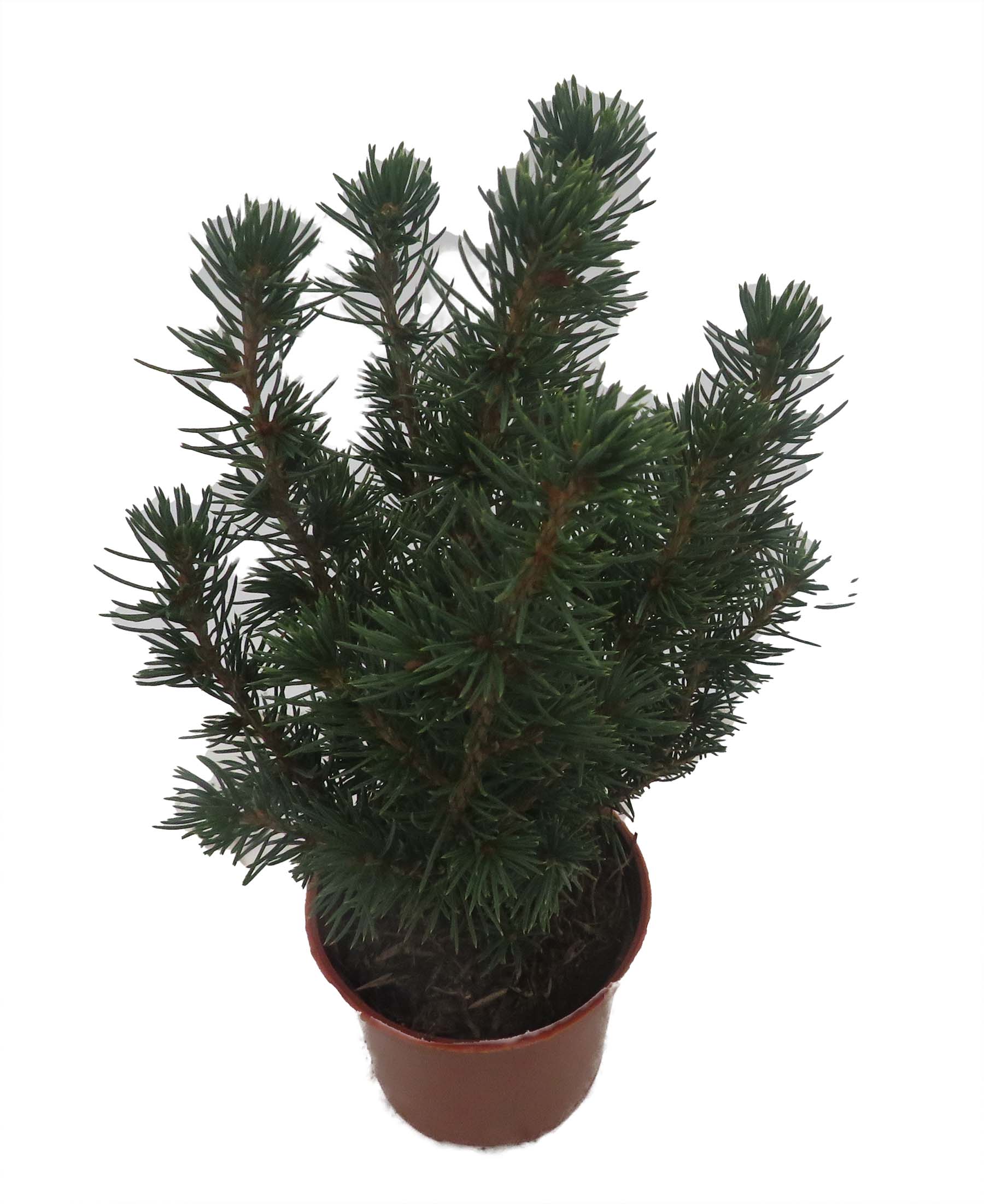 dwarf picea