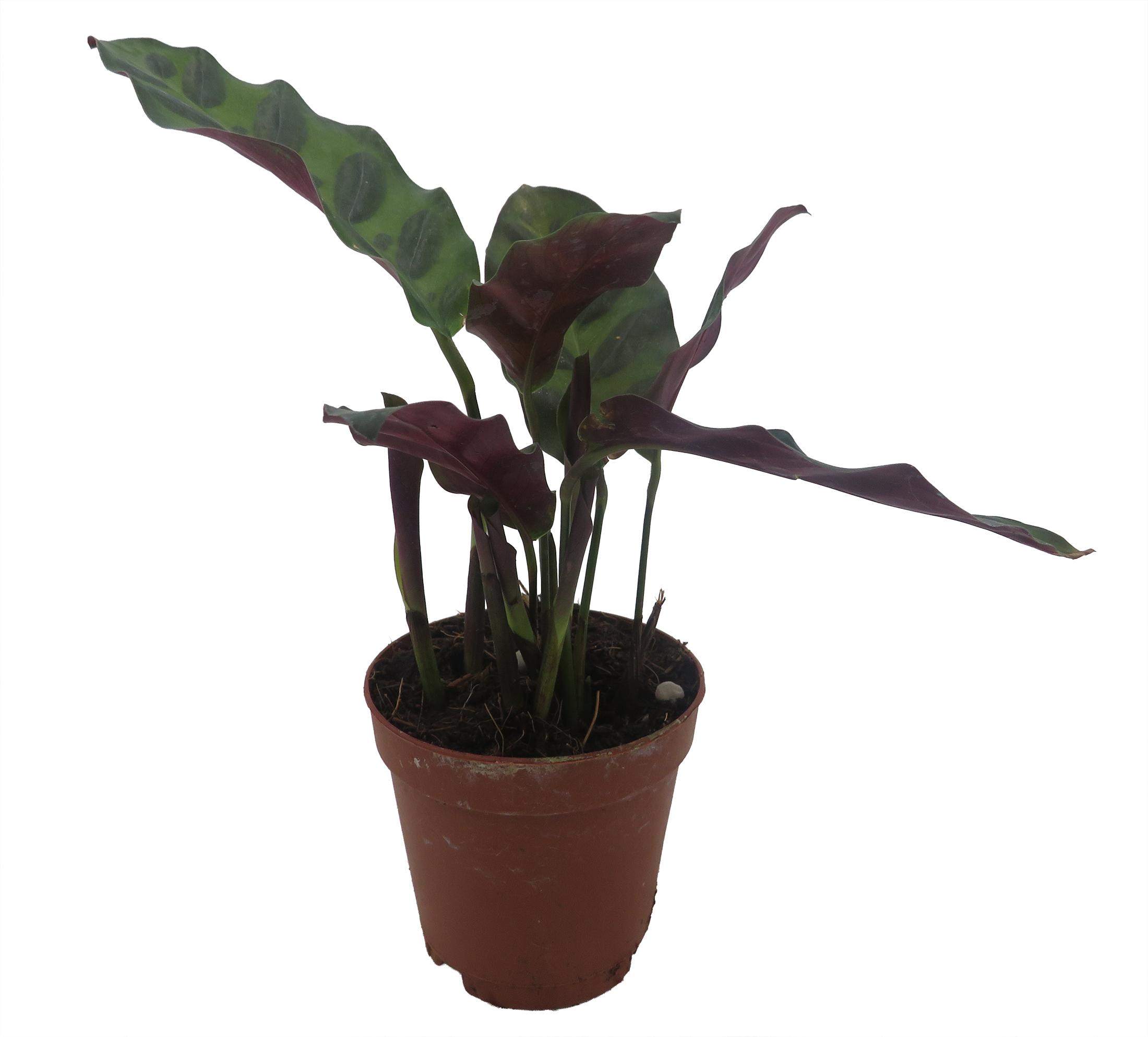 Rattlesnake Plant - Calathea lancifolia - Easy House Plant - 2" Pot ...