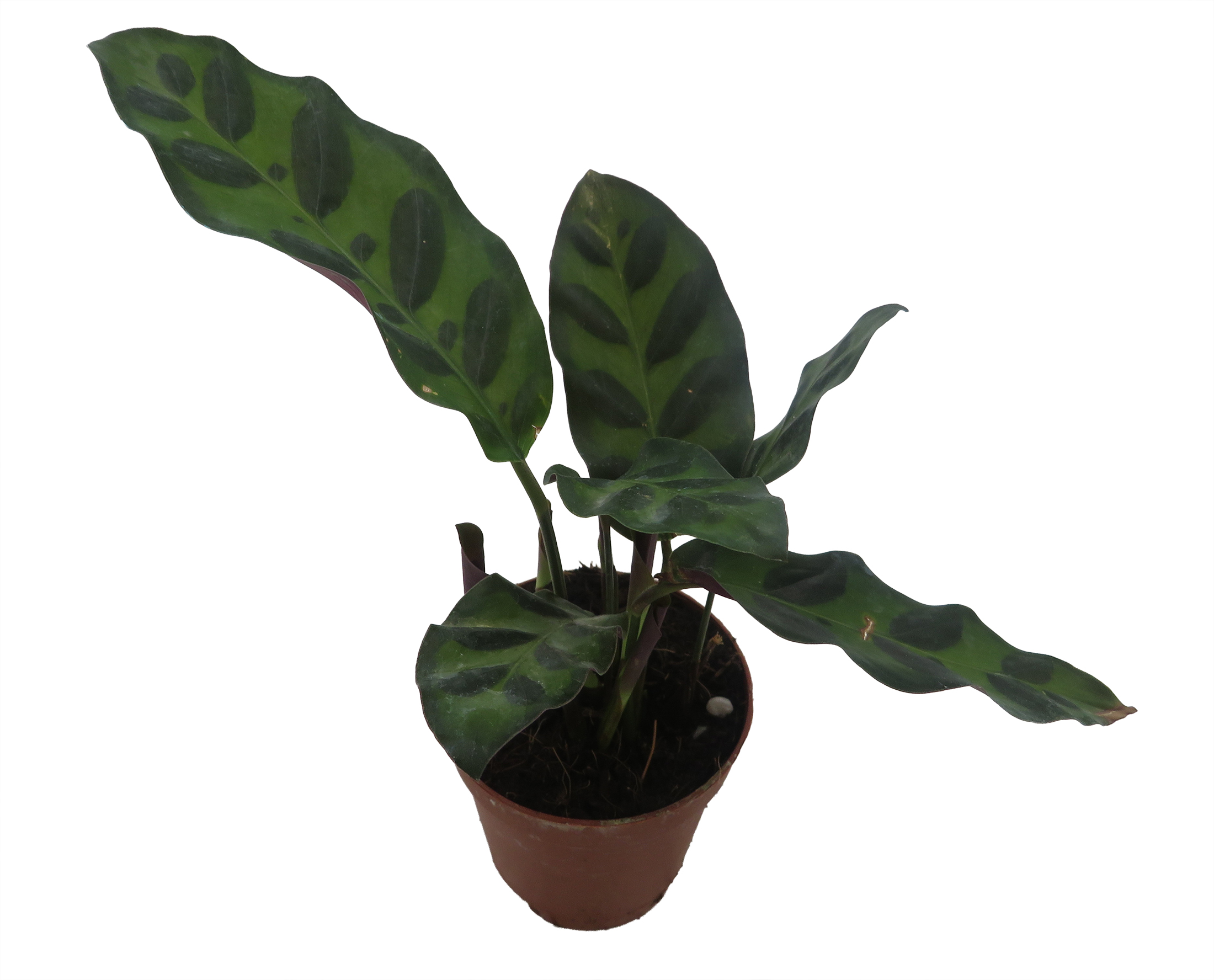 Rattlesnake Plant - Calathea lancifolia - Easy House Plant - 2" Pot ...
