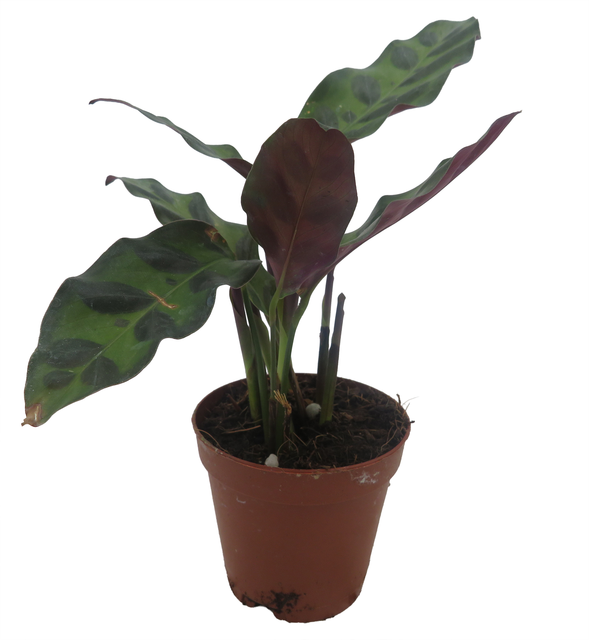 Rattlesnake Plant - Calathea lancifolia - Easy House Plant - 2" Pot ...