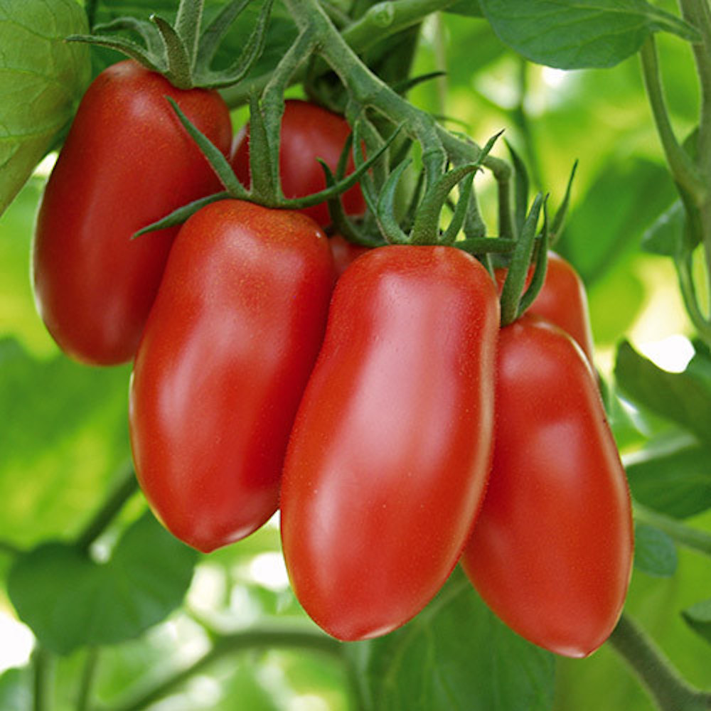 Federle Tomato Plant - Paste Tomato - 4" Pot - Hirt's Gardens