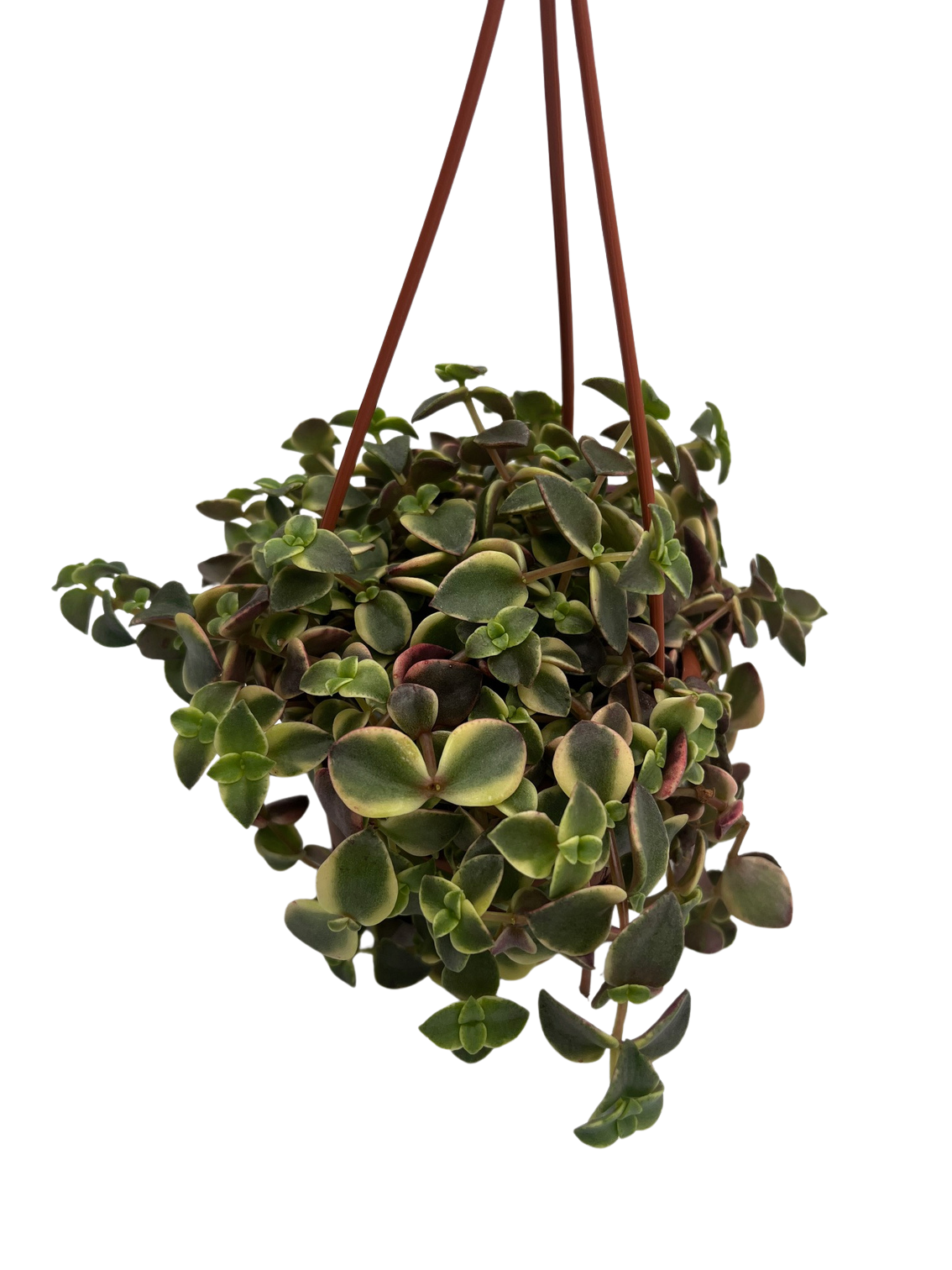 Calico Kitten Succulent Plant - Crassula pellucida variegata - 4" Mini ...