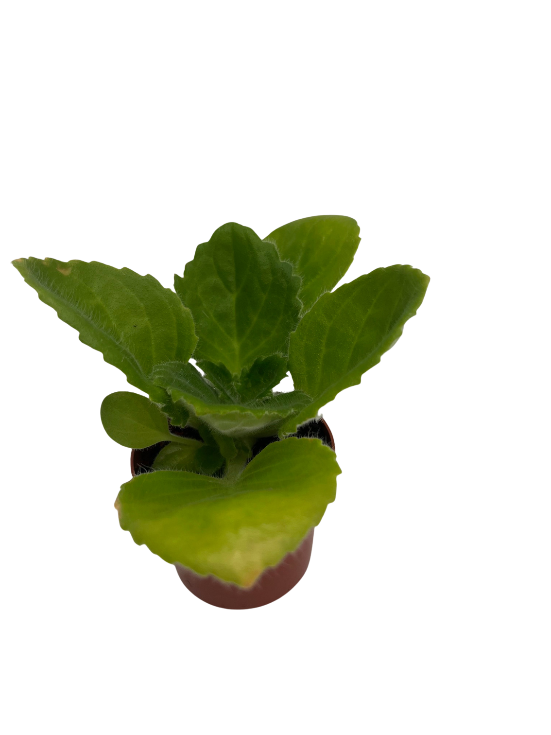 Purple Sunday Asian Violet - Primulina - House Plant - 2.5" Pot - Hirt ...