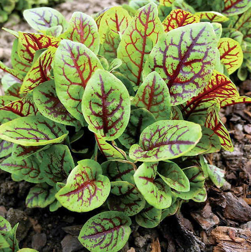 Red Raspberry French Sorrel - Rumex - 3" Pot - Ornamental & Good to Eat ...