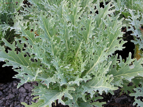 White Russian Kale - 30 Seeds - Hirt's Gardens