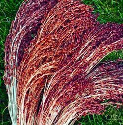 Red Broom Corn Grass 50 Seeds/ 7 Grams - Ornamental - Hirt's Gardens