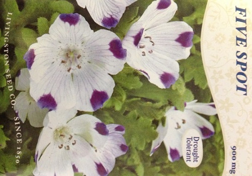 Five Spot Seeds - 300 Seeds - Nemophila maculata - Hirt's Gardens
