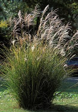 Chinese Silver Grass 25 Seeds Miscanthus Hirt s Gardens