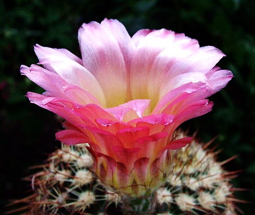 Ball Cactus Mix 15 Seeds - Notocactus - Hirt's Gardens