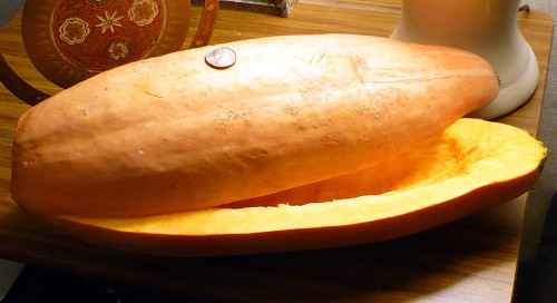 Jumbo Pink Banana Squash 13 Seeds - Hirt's Gardens