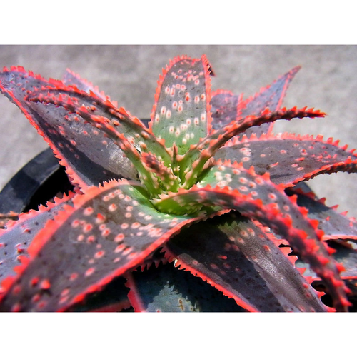 Christmas Carol Aloe - Light Pink Edges - 4" Pot - Succulent - Hirt's ...