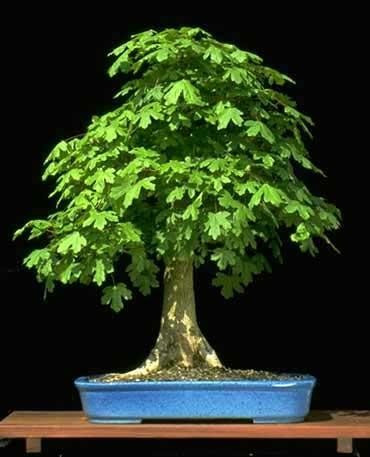 Rare Evergreen Maple 10 Seeds - Acer - Bonsai/Outdoors - Hirt's Gardens