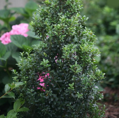 SKY BOX® Japanese Holly - 4" pot - Ilex crenata - Partial Sun to Full ...