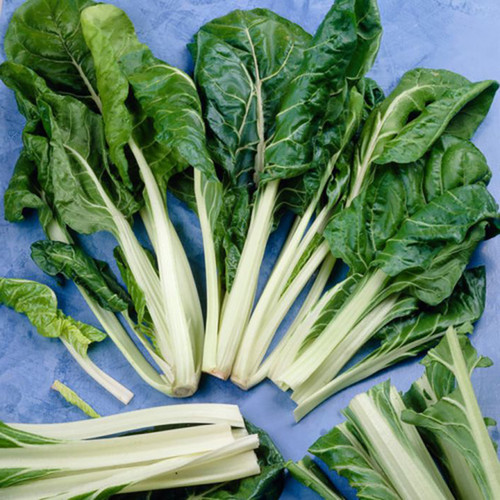 Lucullus Swiss Chard Seeds - 100 Seeds - Hirt's Gardens
