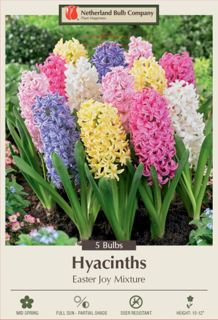 Easter Joy Mix Hyacinth 5 Bulbs - Fragrant - 15/16 cm Bulbs - Hirt's Gardens