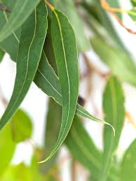 Lemon-Scented Gum Tree - Eucalyptus Citriodora - 20 Seeds - Hirt's Gardens